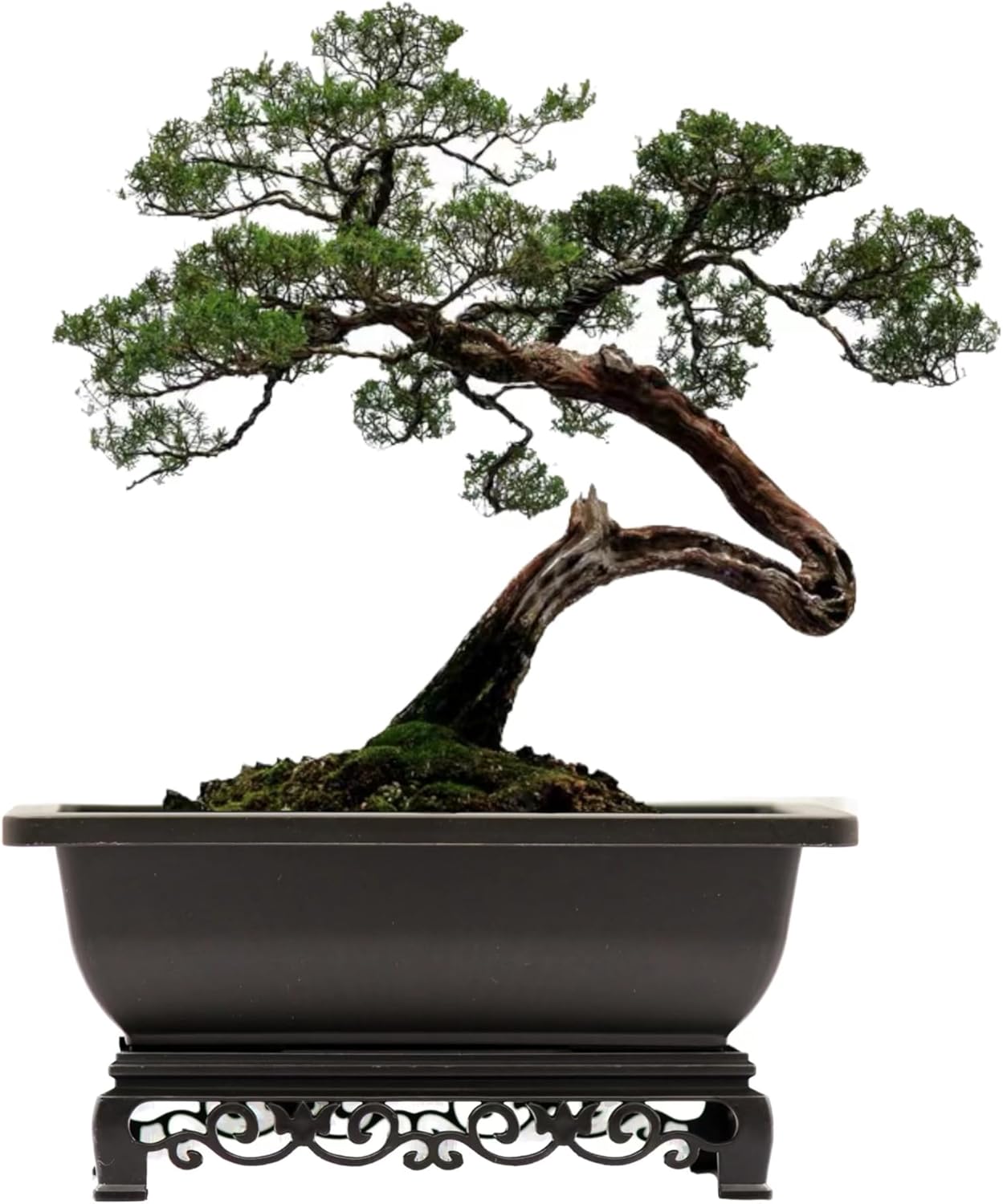 Amazon.com: Cotta Planters Bonsai Pot – 2-Pack 11.5 Inch Bonsai ...