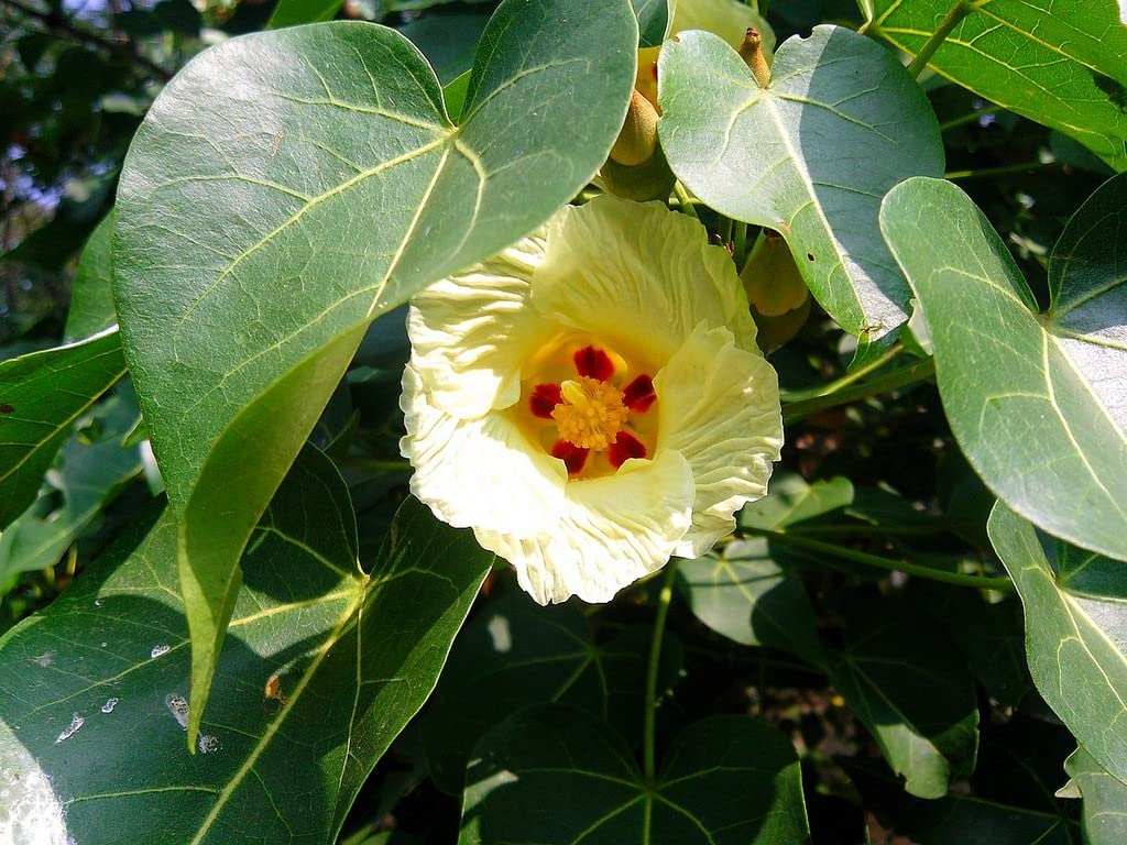 Creative Farmer Poovarasshu (Thespesia Populnea) Medicinal Plant Seeds ...
