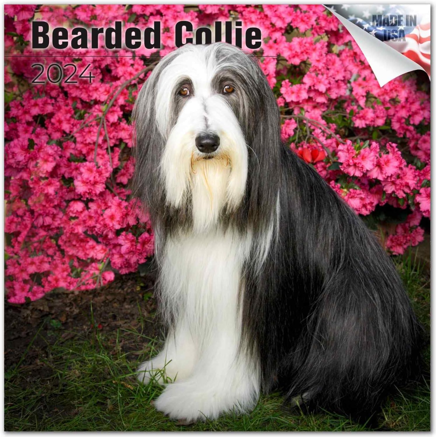 2022 2023 Bearded Collie Calendar - Dog Breed Monthly Wall Calendar ...