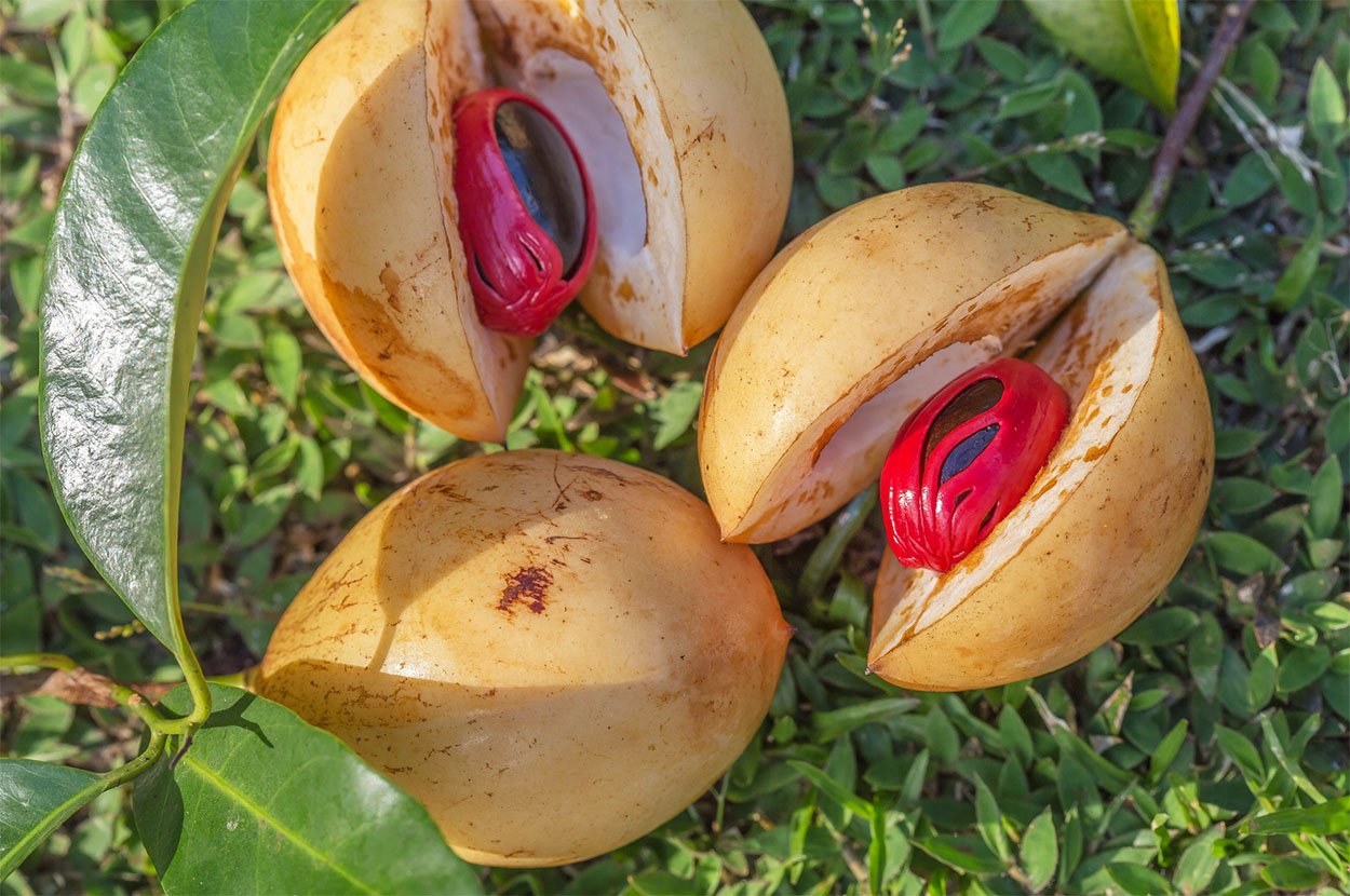 Nutmeg Oleoresin