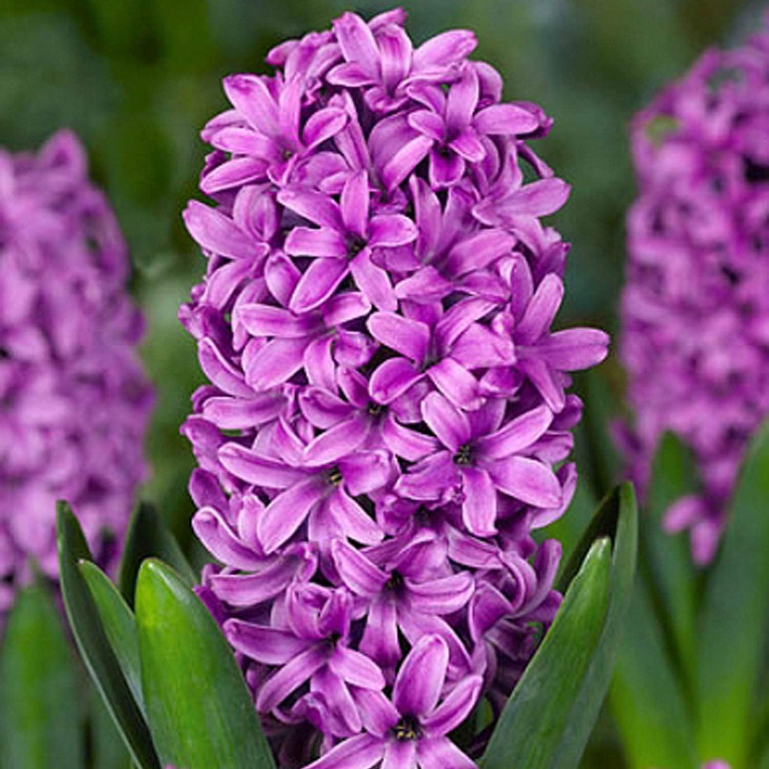 Amazon.com : UtopiaSeeds 5 Miss Saigon Hyacinth Bulbs - Purple Hyacinth ...