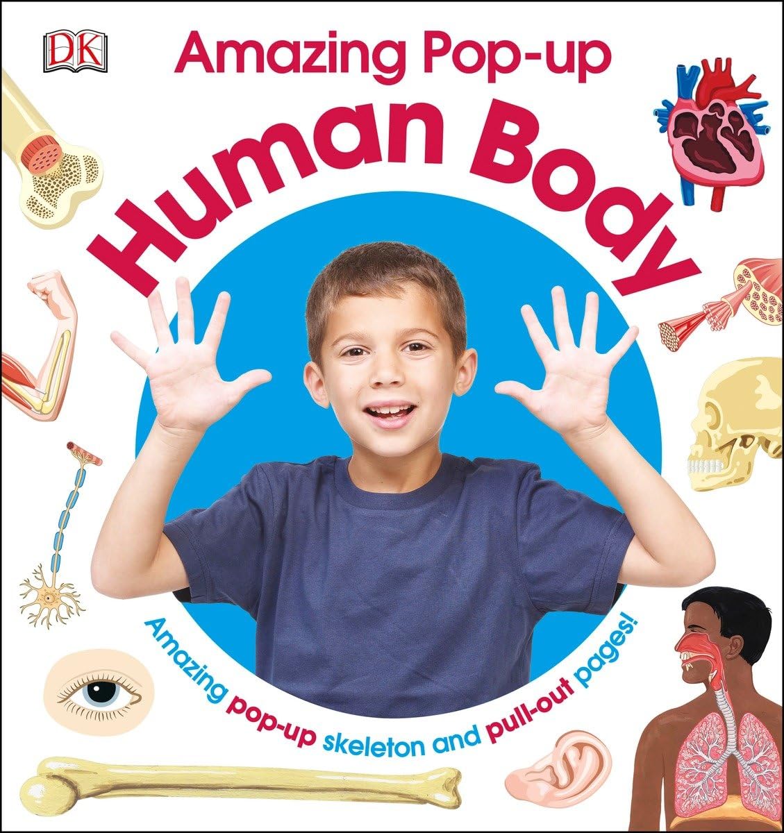 Amazing Pop-up Human Body: Amazing Pop-Up Skeleton and Pull-Out Pages ...