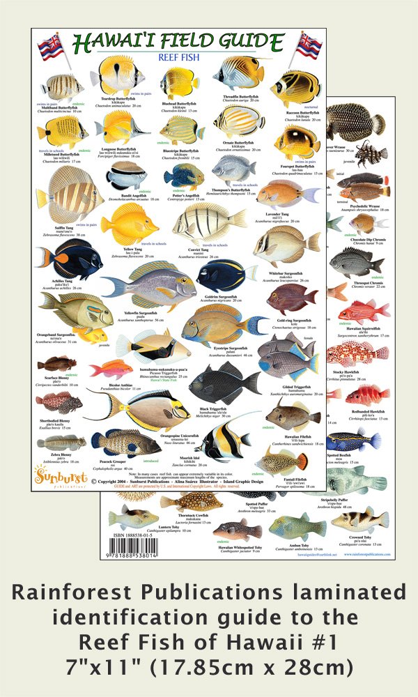 Snapklik.com : Hawaii Reef Fish #1 Identification Guide