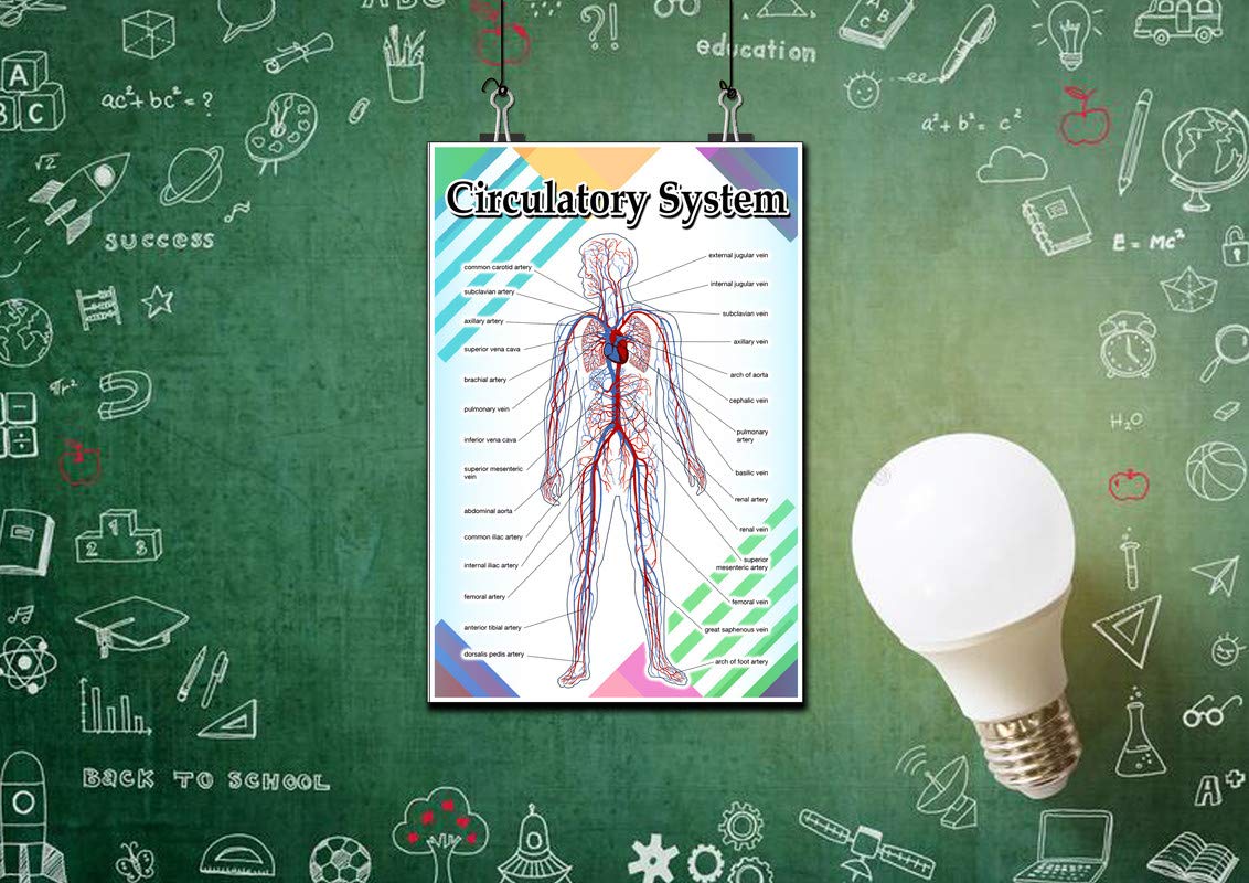 The Circulatory System Science Educational School Posters