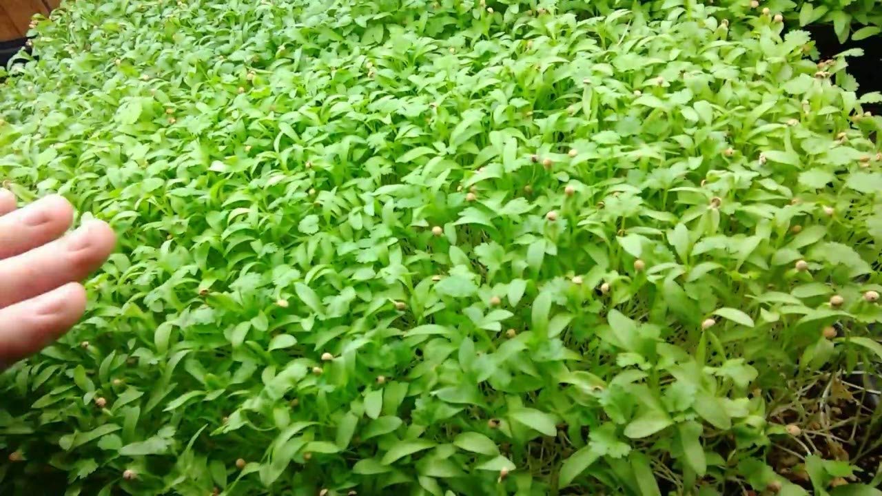 Creative Farmer Vegetable Seeds Kothmiri Seeds - Coriander Micro Green ...