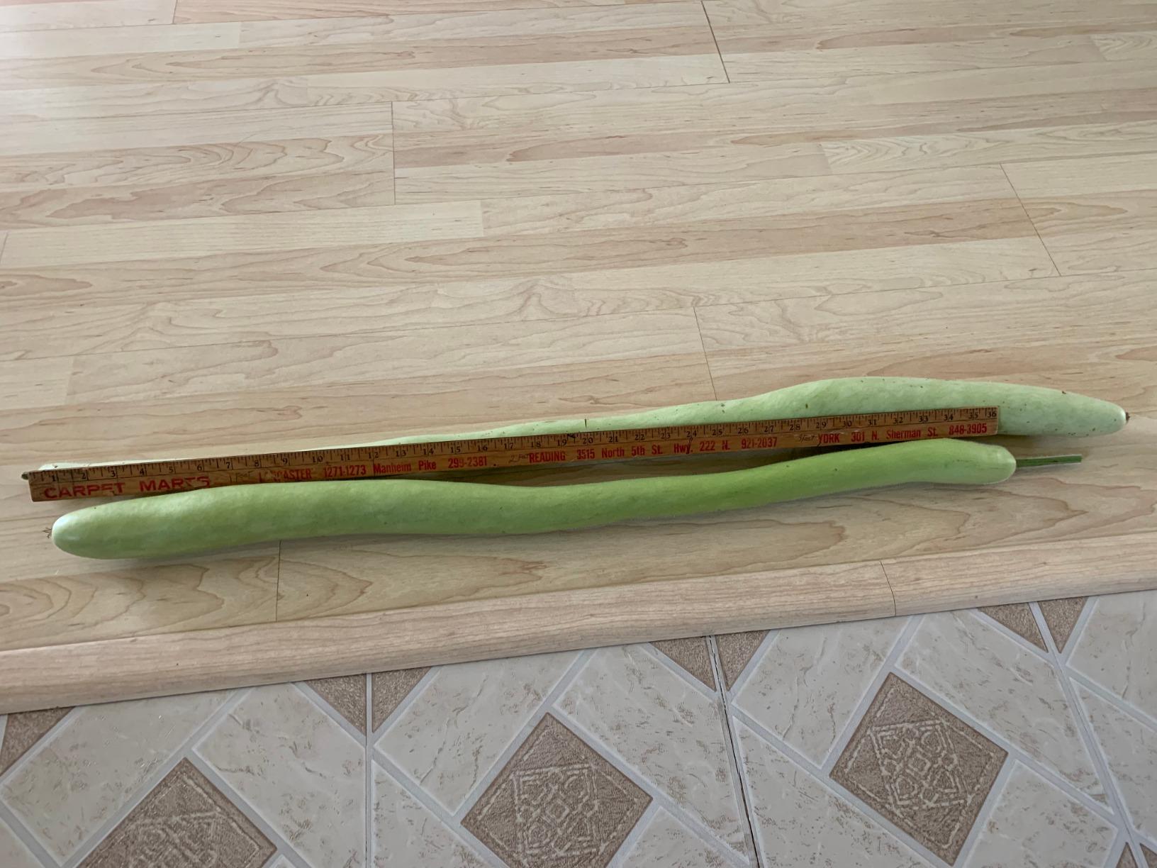 Amazon.com : Cucuzzi (Italian Edible) Gourd Seed, much like summer ...