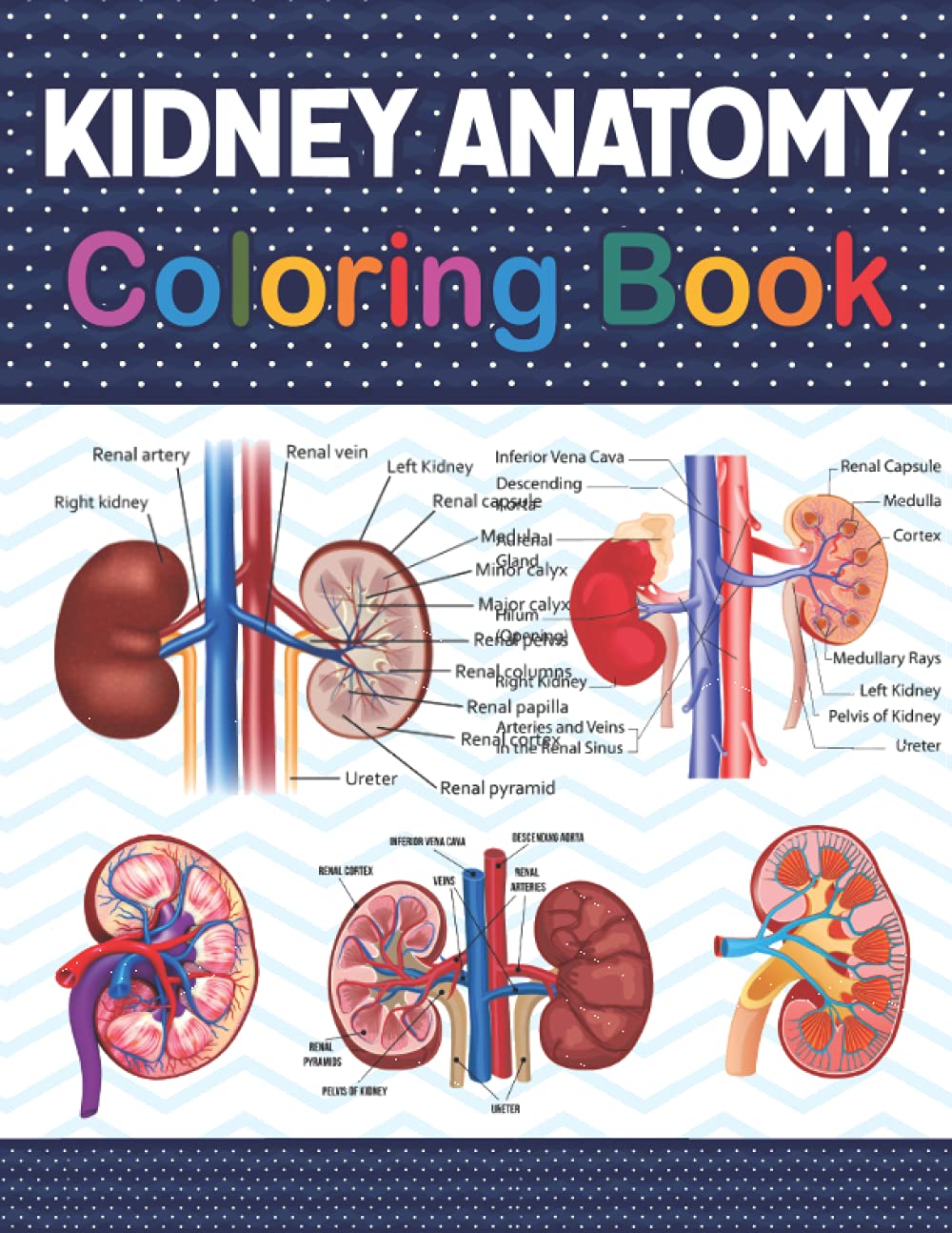 Kidney Anatomy Coloring Book: Fun and Easy Human Kidney Anatomy ...