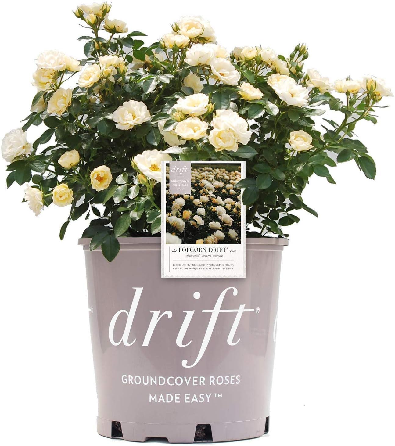 Amazon.com : Drift Popcorn Rose, 2 Gal : Home & Kitchen