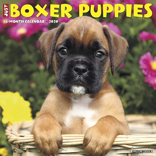 Just Boxer Puppies 2020 Wall Calendar (Dog Breed Calendar): Willow ...