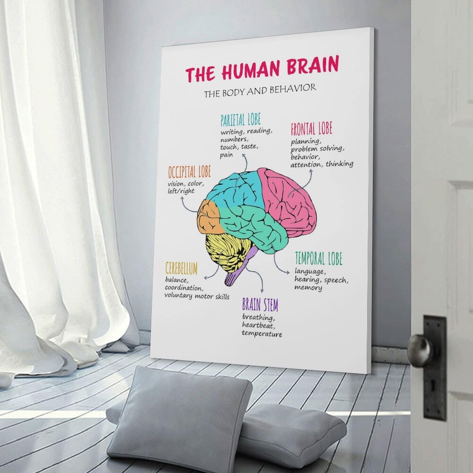 Functions Of The Brain For Kids