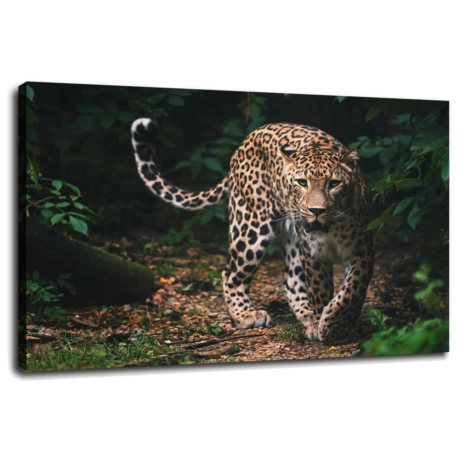 Indo Chinese Leopard