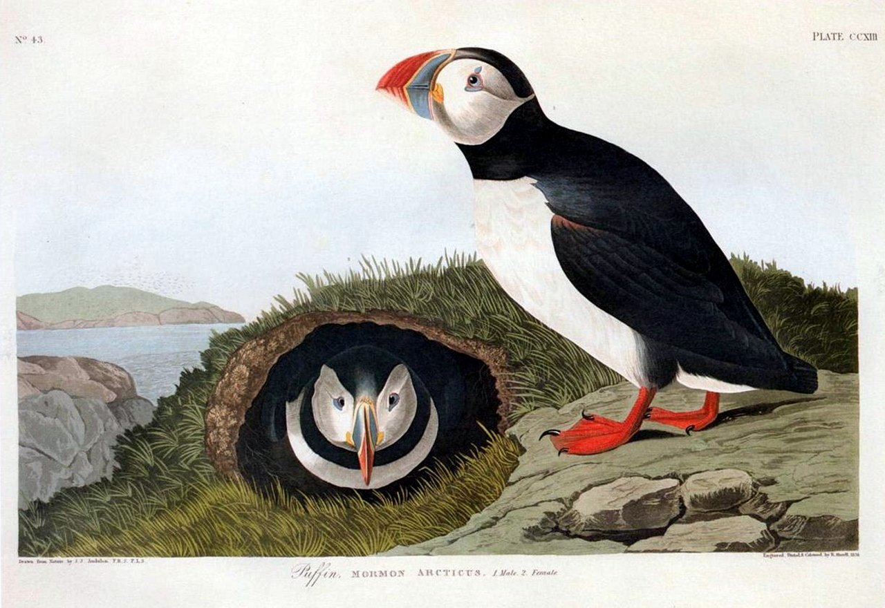 Puffin Bird Drawing