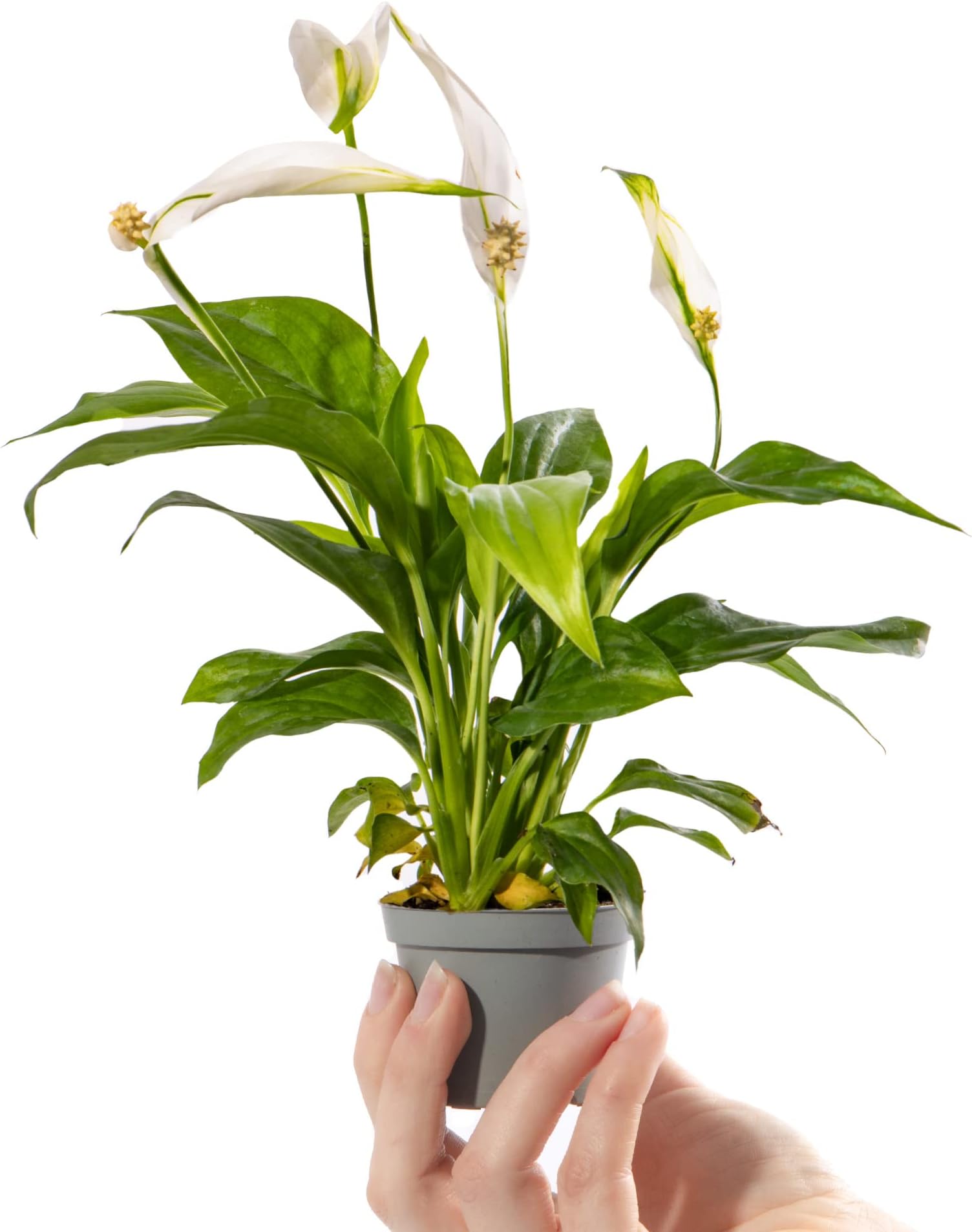 Baby Asparagus Fern Plant - Asparagus Plumosus Small Indoor Evergreen ...