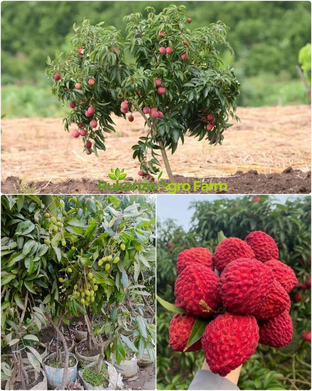 Rukonza Muzaffarpur Shahi Litchi Hybrid Plant - Dwarf Air Layered All ...