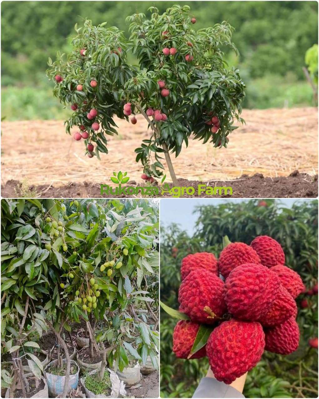 Rukonza Muzaffarpur Shahi Litchi Hybrid Plant - Dwarf Air Layered All ...