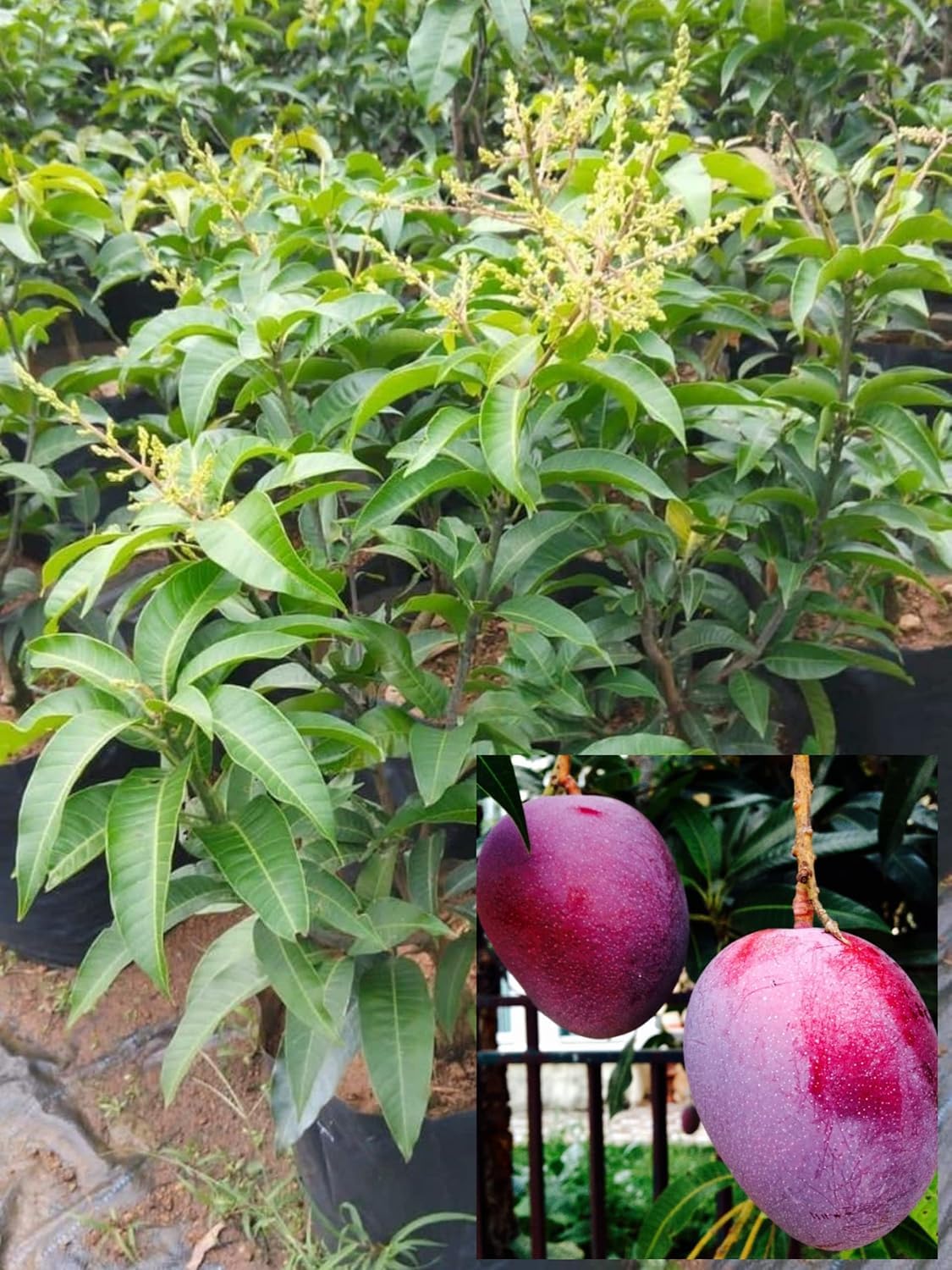 Thai All Time Mango Tree Grafted Baramasi Fruit Plant Height ...