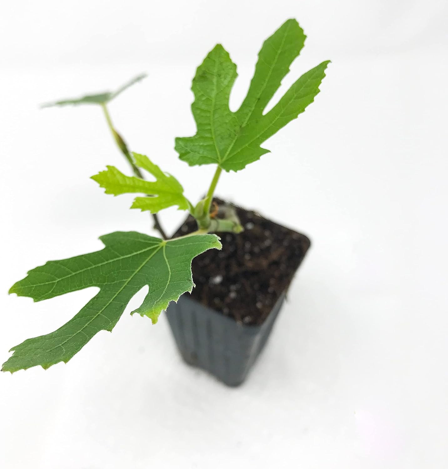 Amazon.com : Beer's Black Fig Tree Live Plant (Dwarf Habit) - Ficus ...