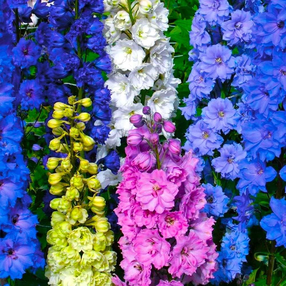 Amazon.com : Larkspur Giant Imperial Flower Mix Delphinium Consolida ...