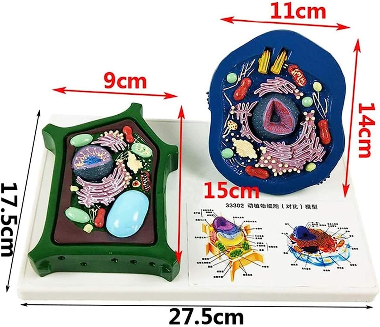 Buy Professional Educational Model Biology Teaching Model - 10 Pcs ...