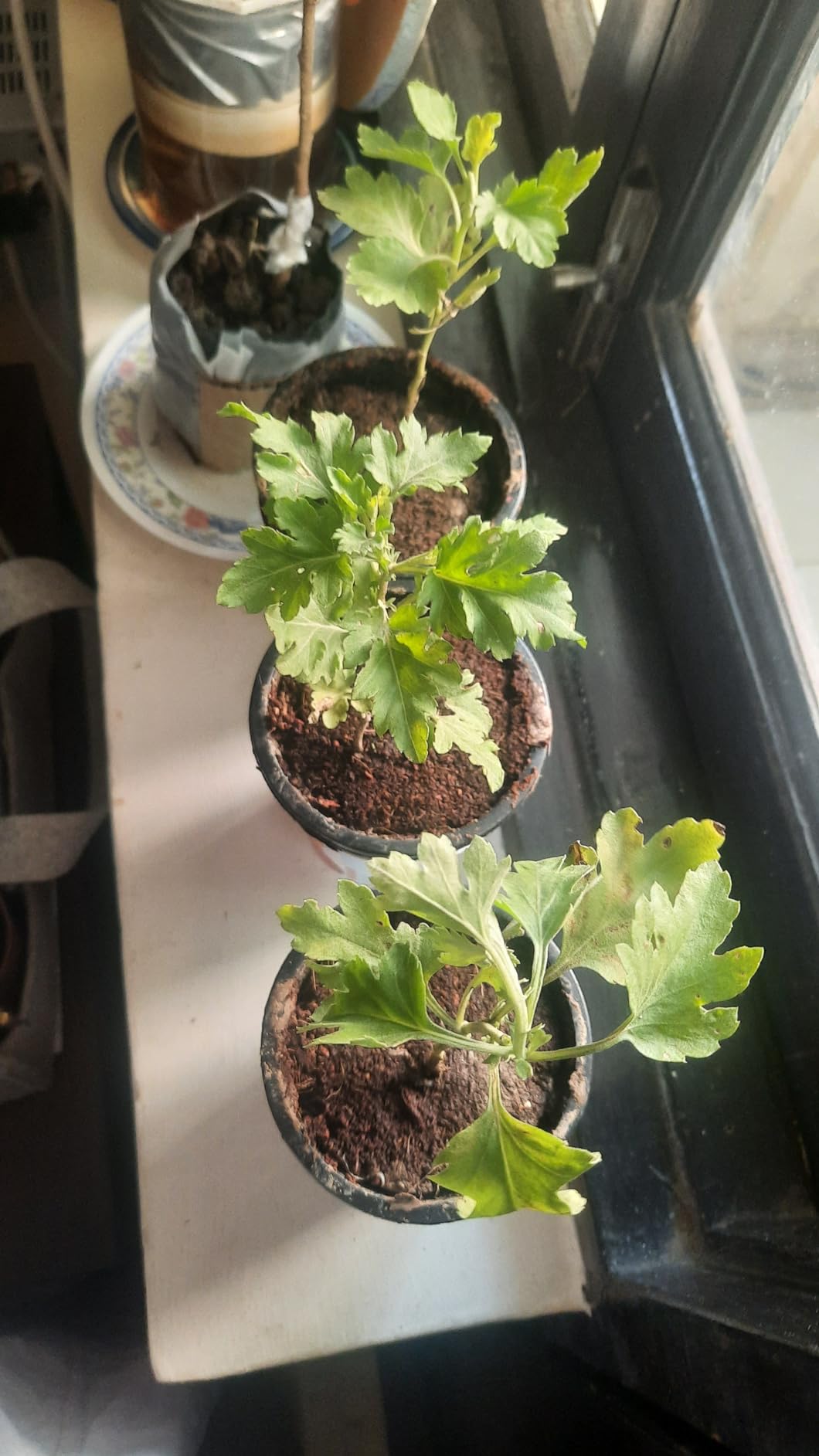 Seedtrees Chrysanthemums/Guldavari Flower Live Plant : Amazon.in ...