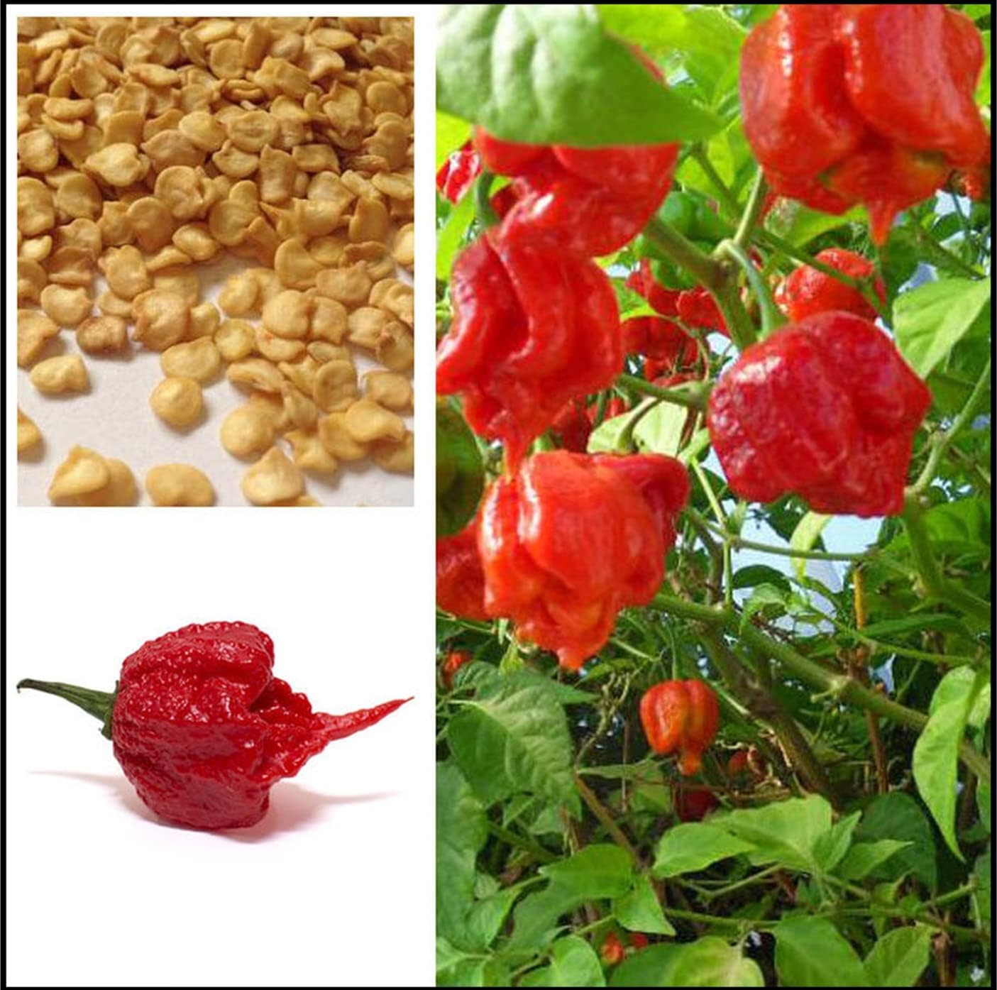 Amazon.com : OHXSM Rare Plant Seed 100+ Carolina Reaper Chilli Pepper ...