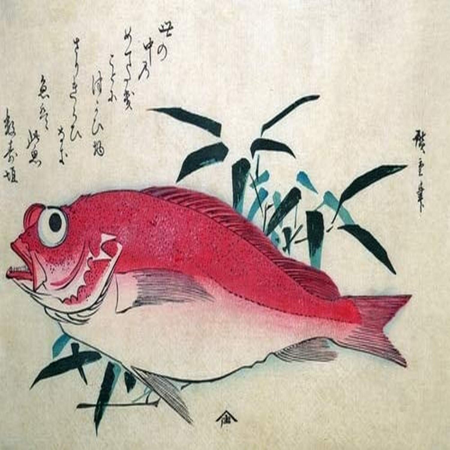 Buy Akodai the rock-fish ( Sebastes matsubarae ) Known as the medetai ...