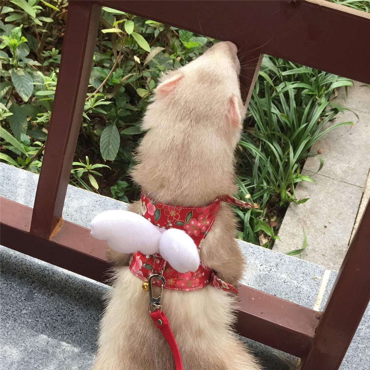 Amazon.com : Capkomi Ferret Harness and Leash with Adjustable Buckle ...