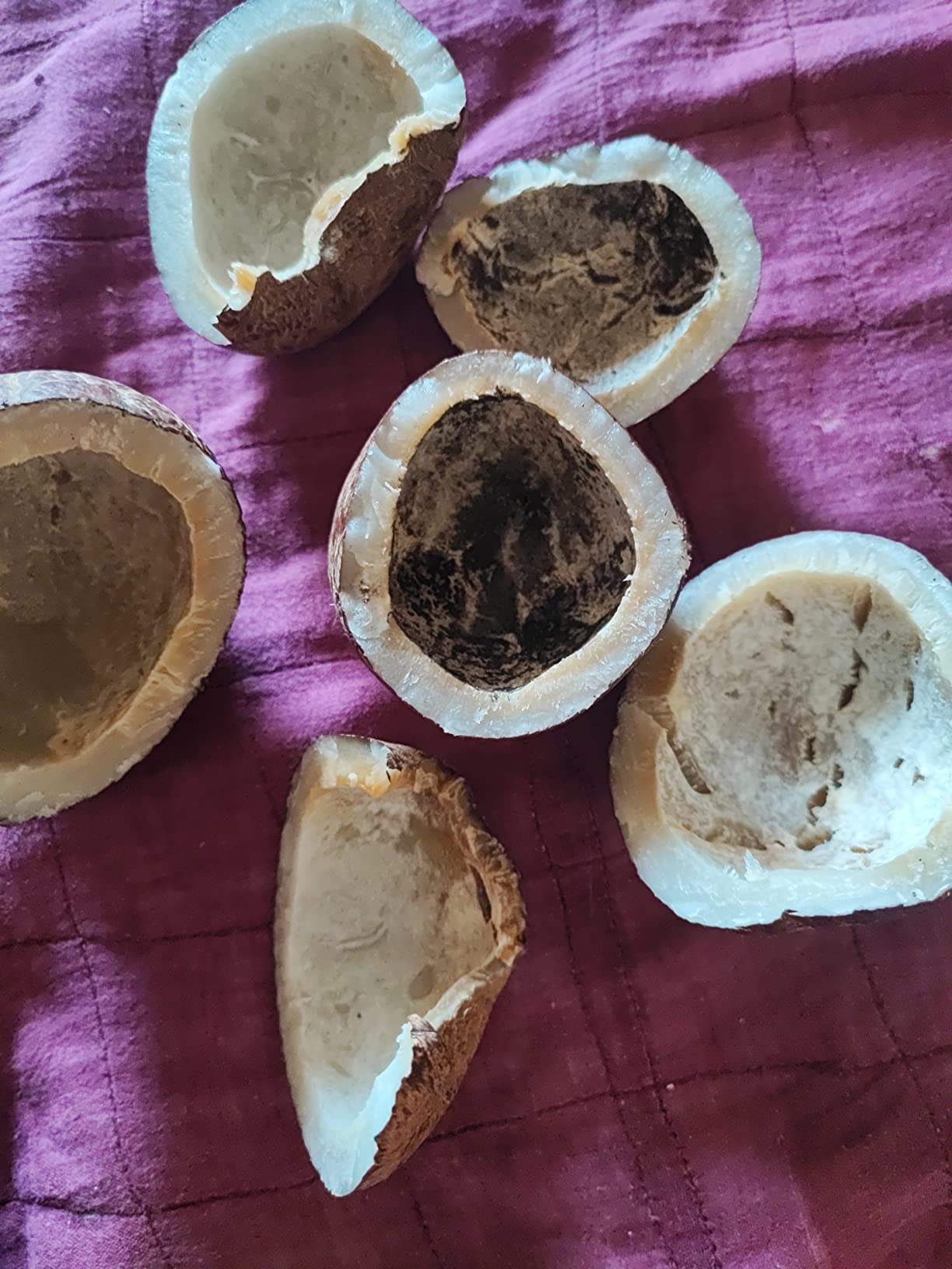 Eco Herbs Dried Coconut Ball Copra Gola Gota Sukha Nariyal Naturally ...