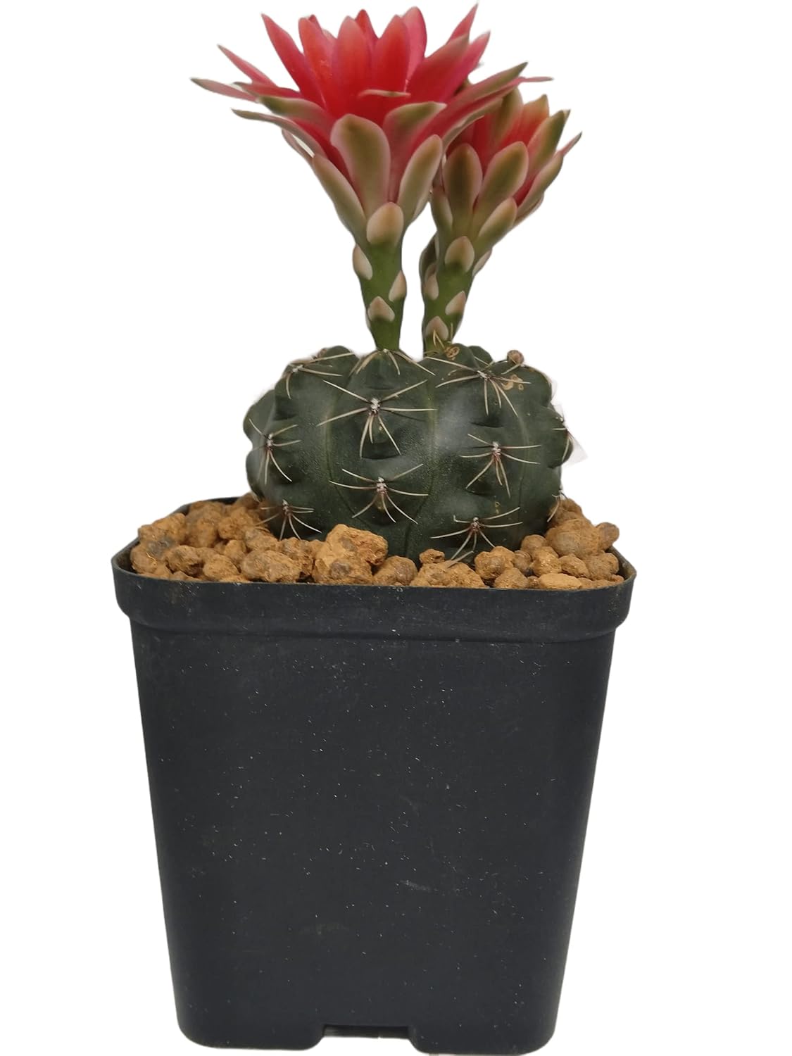 PRITAM PROKRITI Gymnocalycium Baldianum Live Cactus Plant.Flowering ...