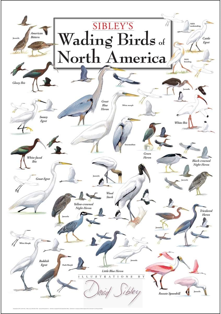 Amazon.com: Earth Sky + Water - Sibley’s Wading Birds North America ...