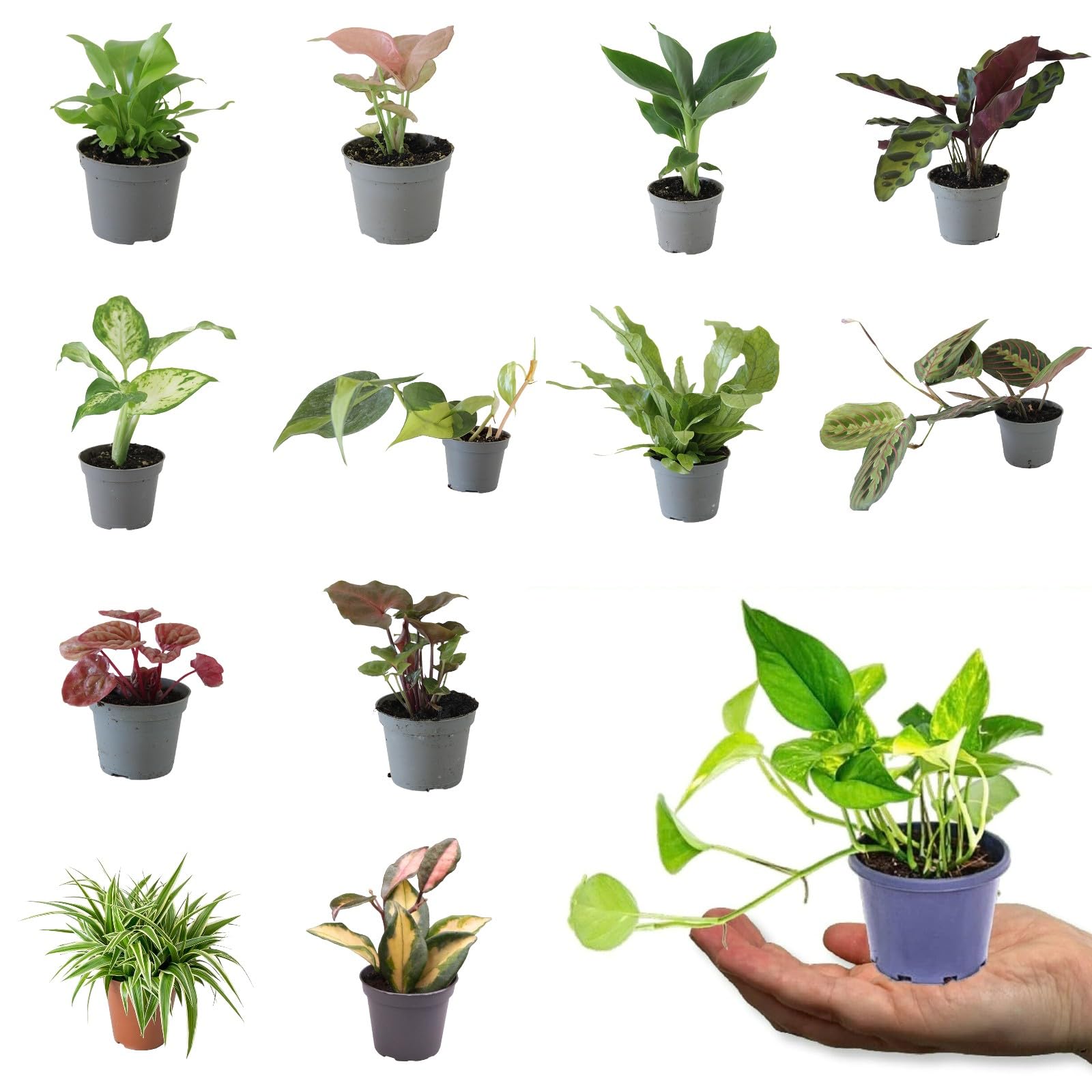 Mini Indoor Plant Pick and Mix - Mixed Varieties All in 6cm Pots - 10 ...