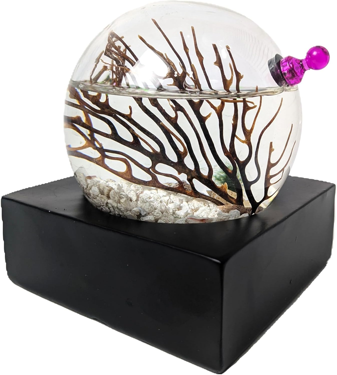 Amazon.com : Glass Self Sustaining Shrimp Ecosphere Large with Black Base Christmas Edition ...