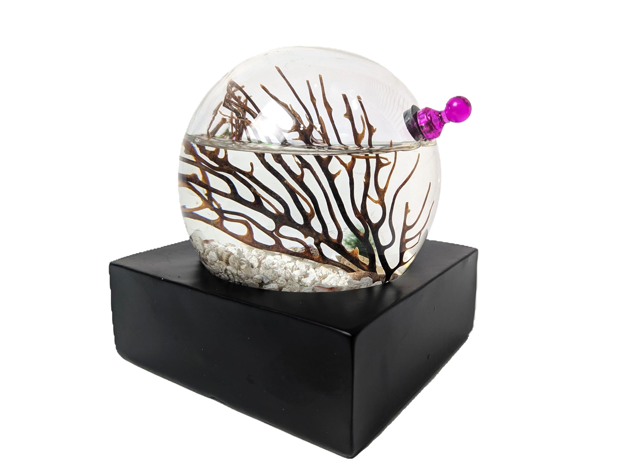 Amazon.com : Glass Self Sustaining Shrimp Ecosphere Large with Black ...