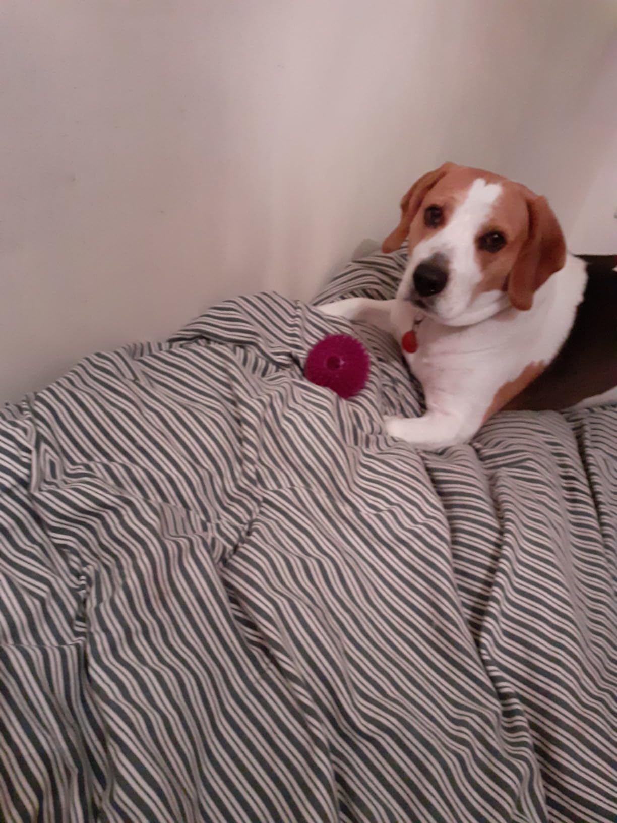 Four Shots in the Night: A True Story of Stakeknife, Murder and Justice ...