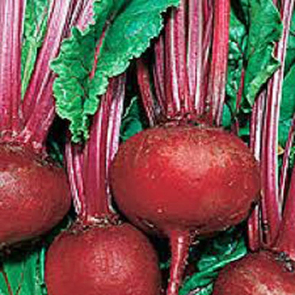 Amazon.com: Beets, Detroit Dark Red, Heirloom, 500 Seeds, Tender and ...