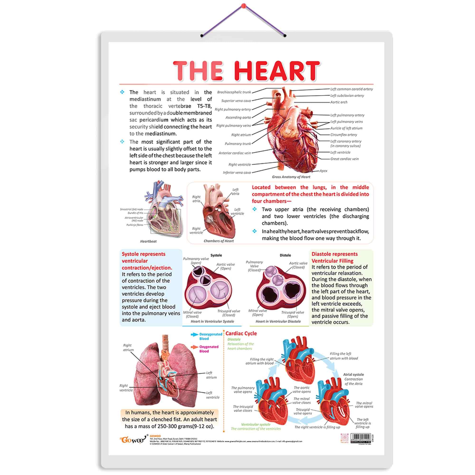 Buy THE HEART CHART | Anatomy of the Heart: Educational Heart Chart for ...