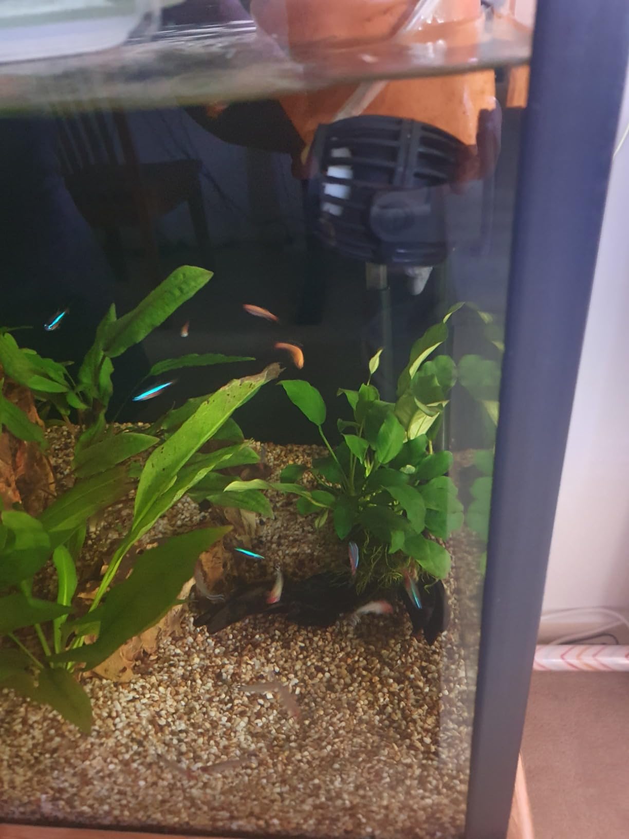 Jebao SW-2 Wave Maker with Controller, 132-660 GPH : Amazon.com.au: Pet ...