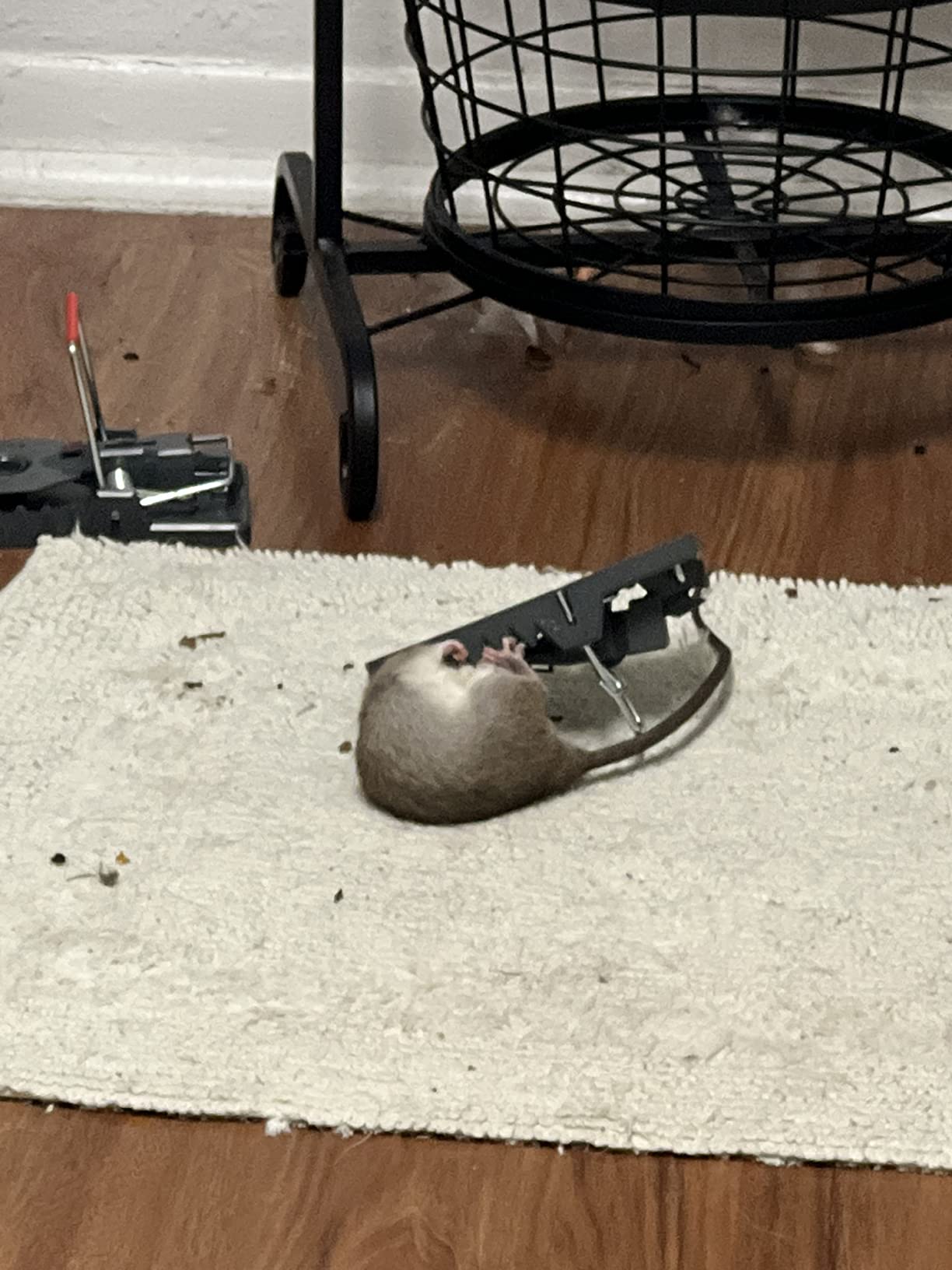 Amazon.com: Victor M144 Instant Power-Kill Easy Set Rat Trap - 6 ...