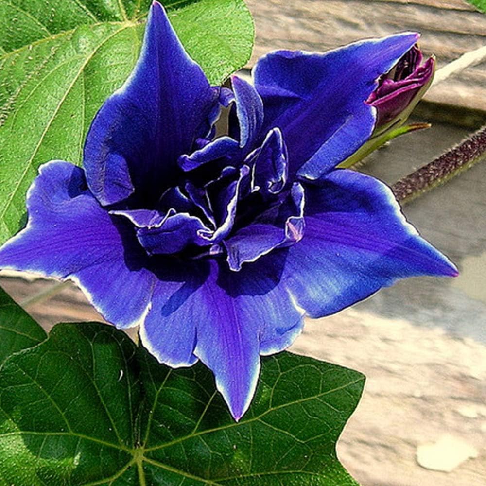 Amazon.com : Outsidepride Ipomoea Nil Morning Glory Blue Picotee ...