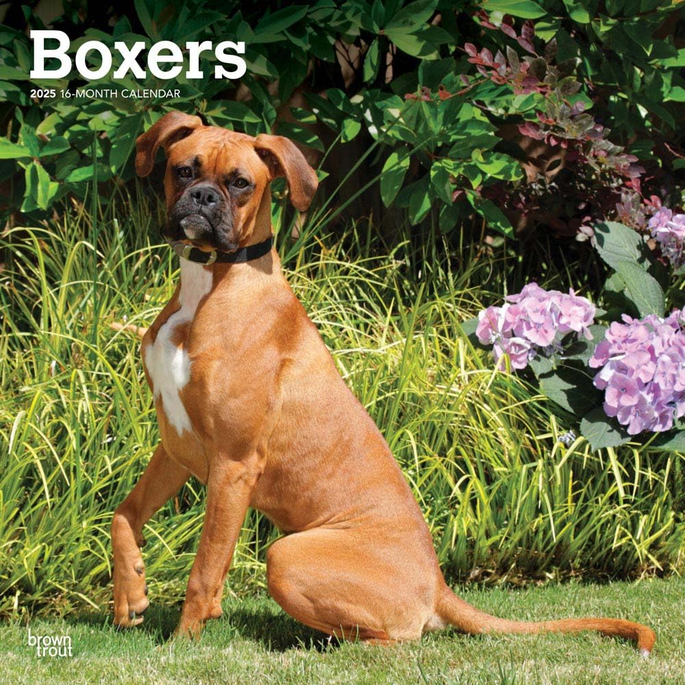 Snapklik.com : Boxers International Edition 2025 12 X 24 Inch Monthly ...