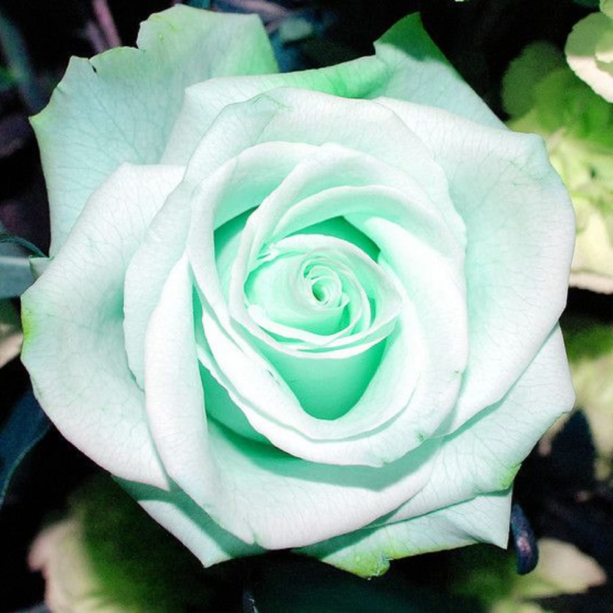 Amazon.com : CHUXAY GARDEN Sea Green Roses Rose Bush Seed 200 Seeds ...