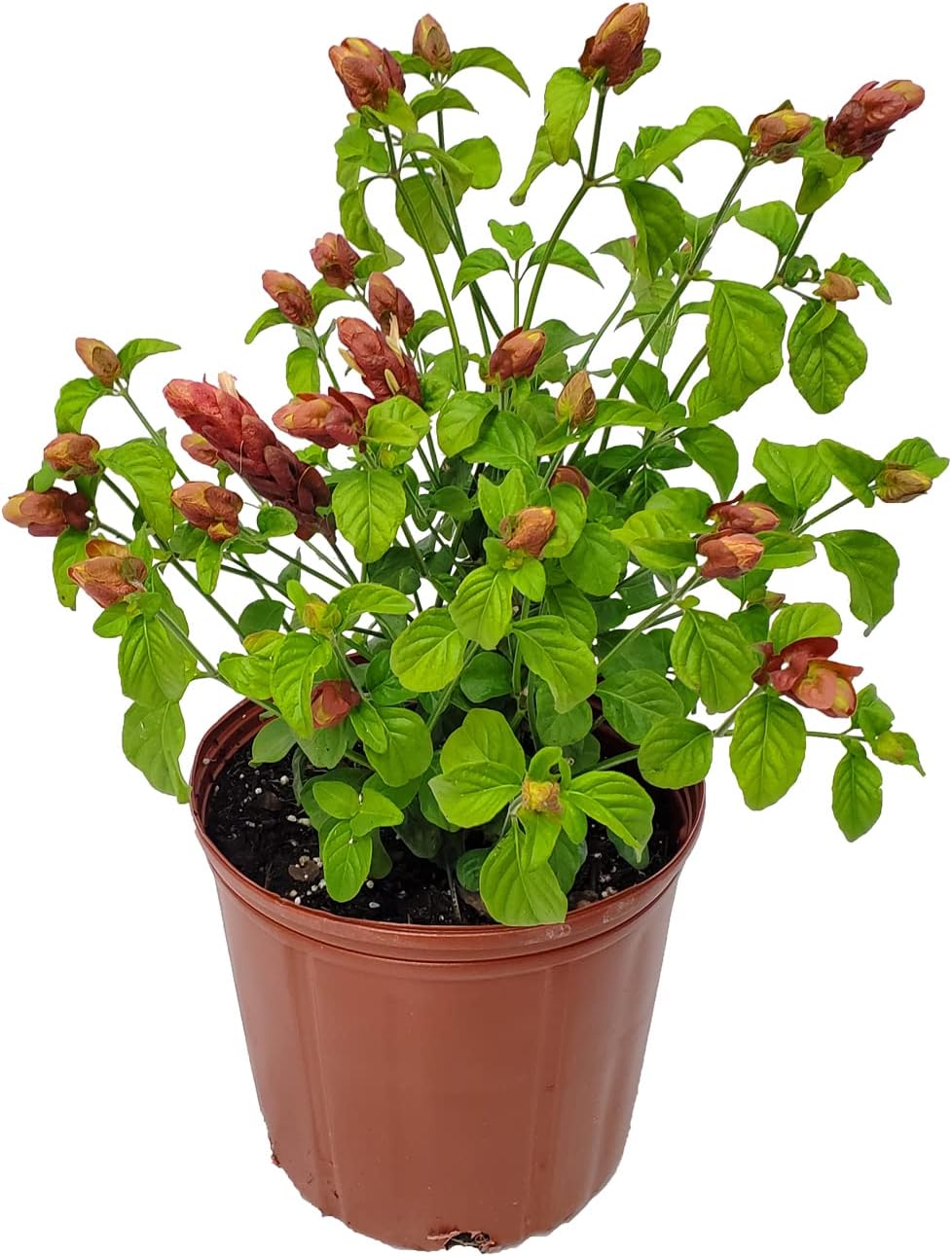 Amazon.com : 2 Shrimp Live Plants, Yellow Shrimp Plant Live, Justica ...