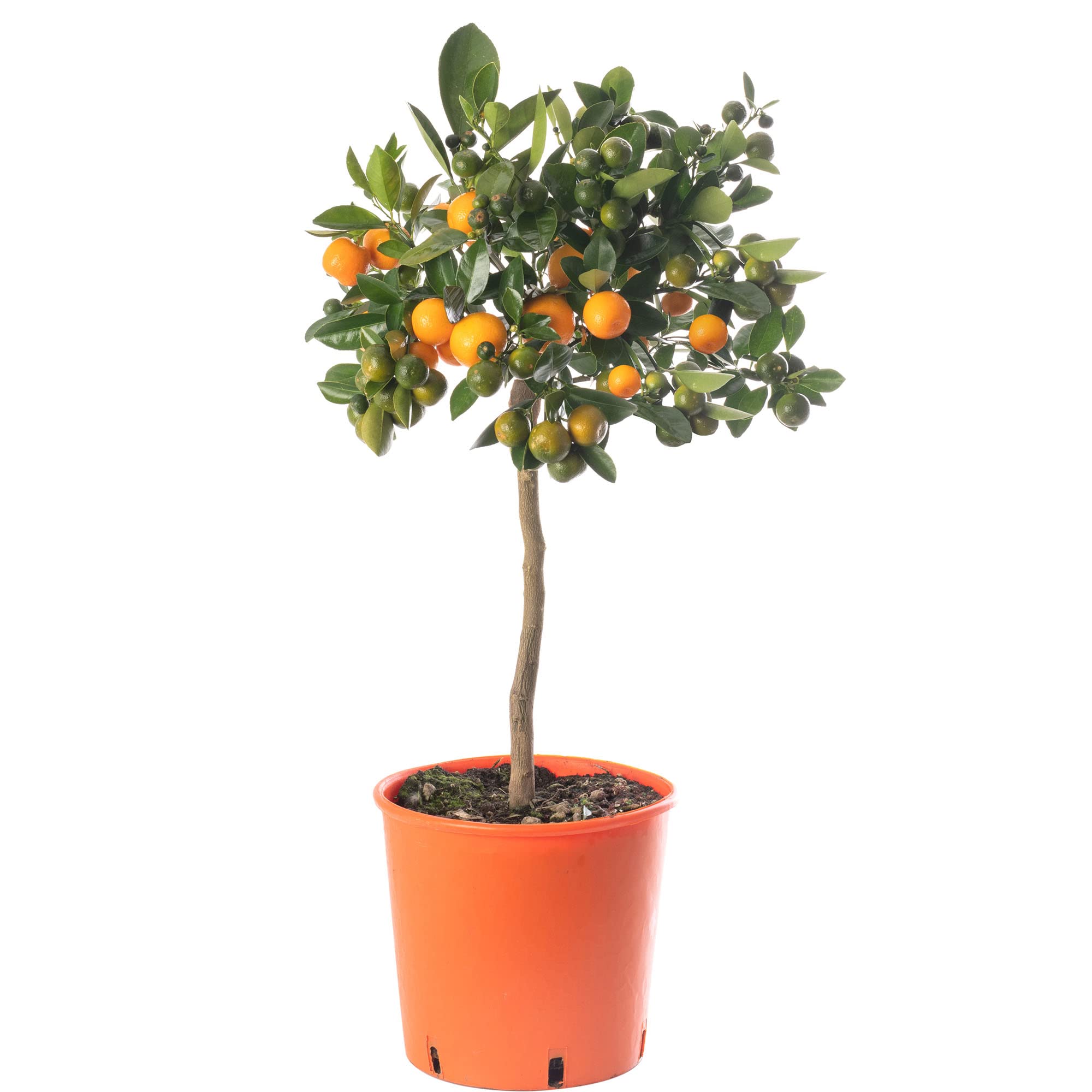 Assorted Indoor Citrus Trees Collection Lemon, Lime, Orange, Grapefruit ...