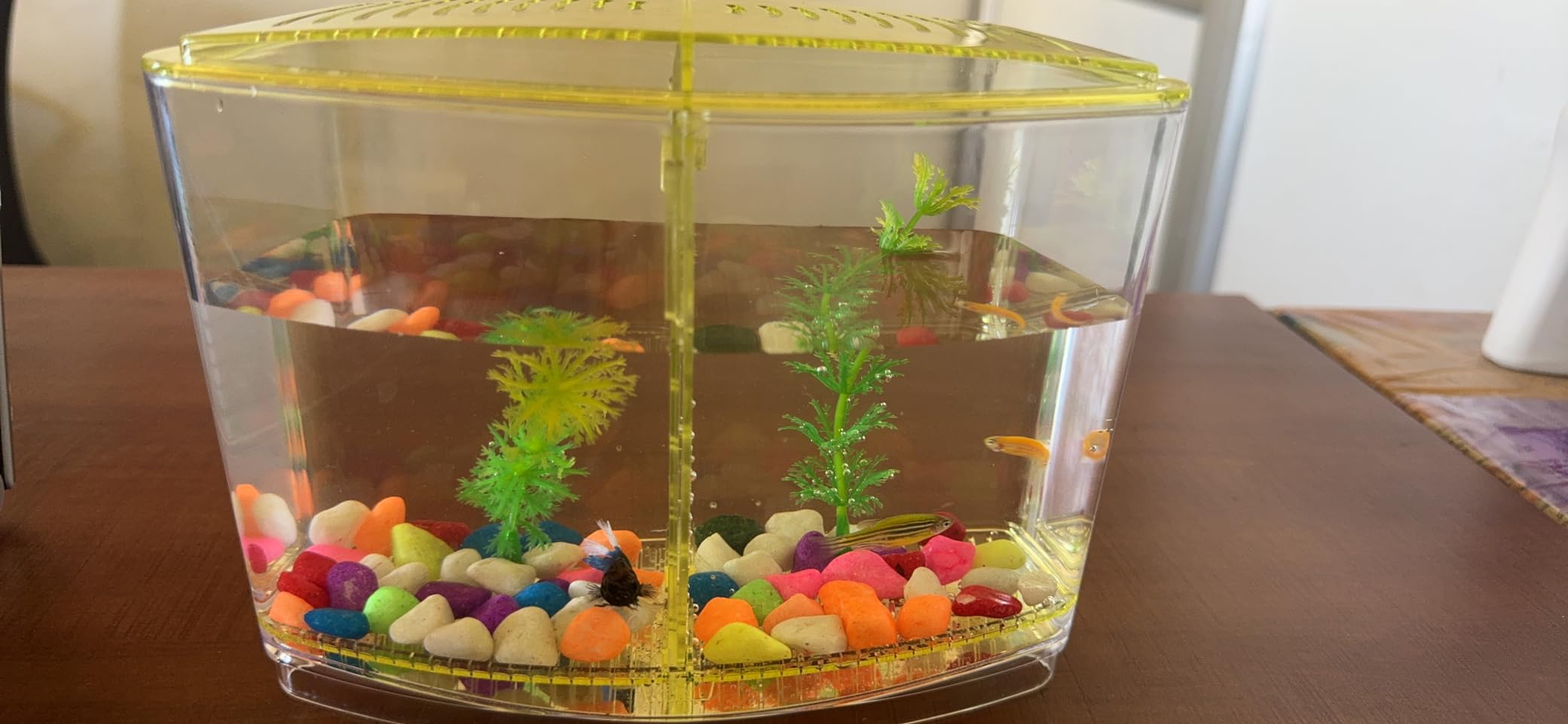 ANIMAUX Double House Betta Fish Tank Aquarium Isolation Box for Fighter ...