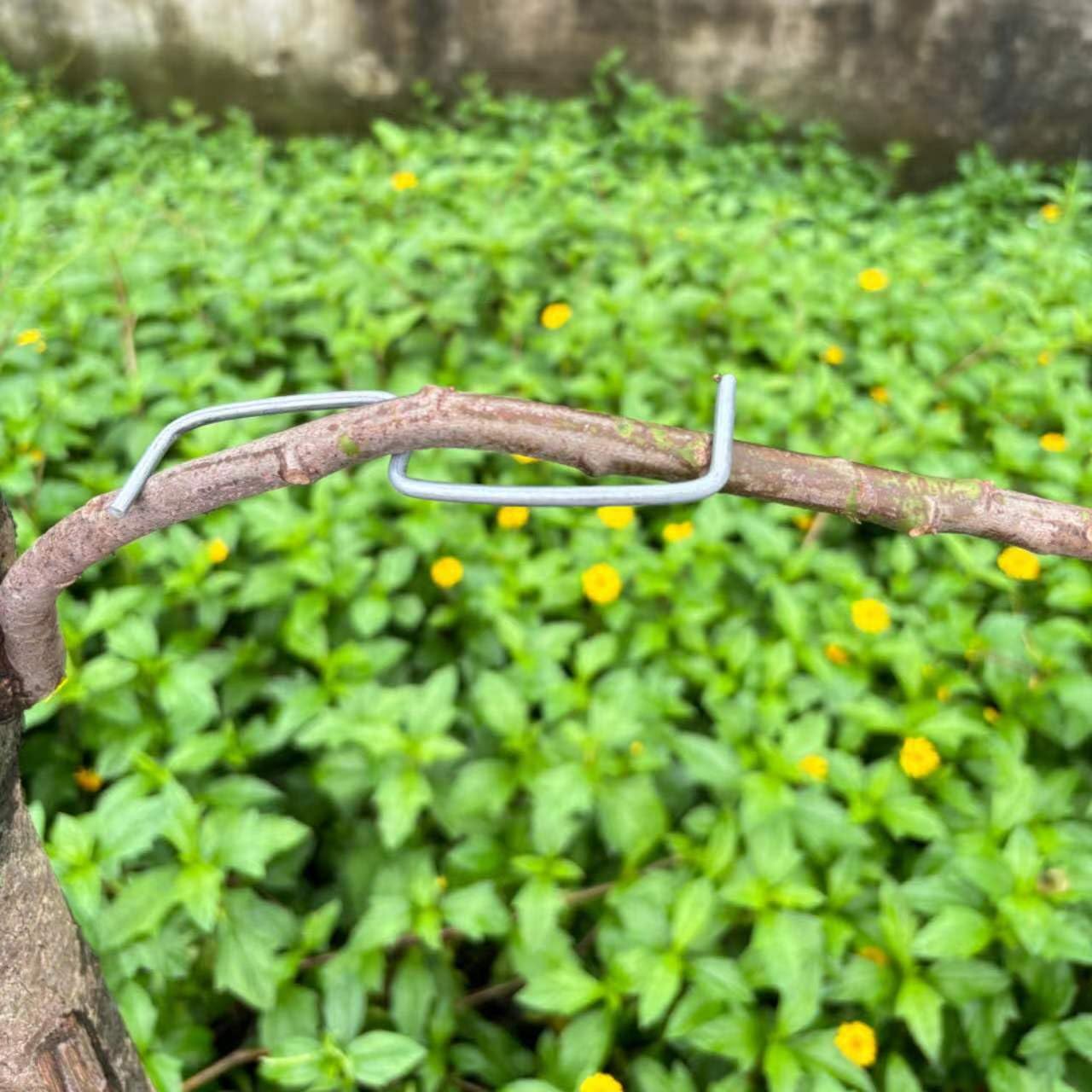 Snapklik.com : Algasan Fruit Tree Branches Pulling Machine Strapping ...