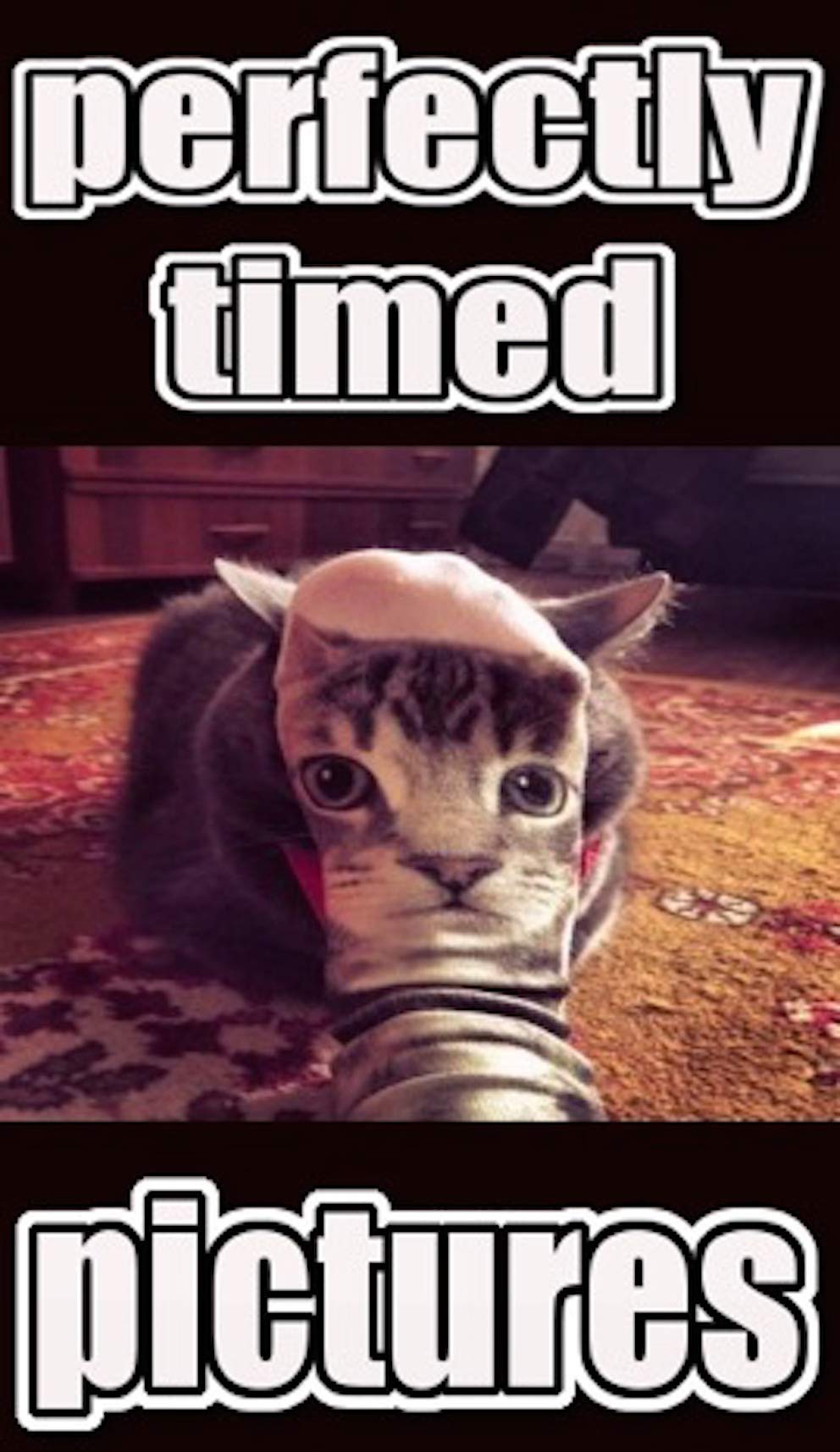 Memes More Perfect Timed Funny Memes Pics You Wont Believe | Desertcart ...