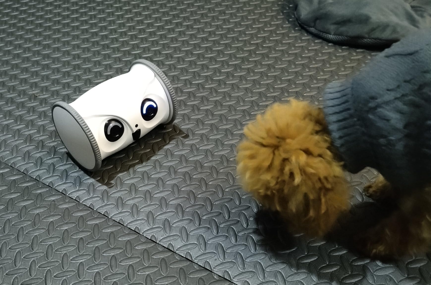 SKYMEE Owl Robot: Movable Full HD Pet Camera with Treat Dispenser ...