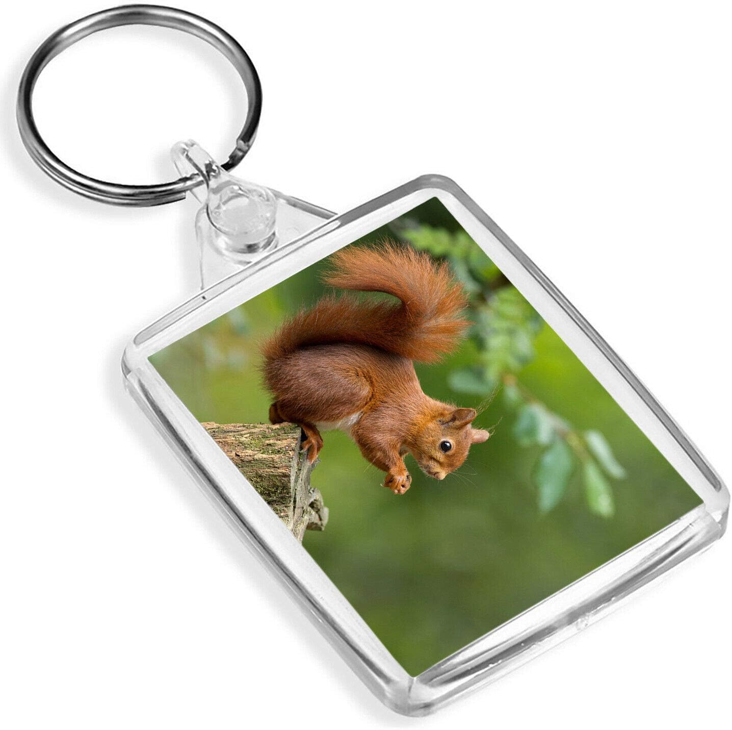 Red Squirrel Endangered Forest Animal Keyring Cute Keyring #15741 ...