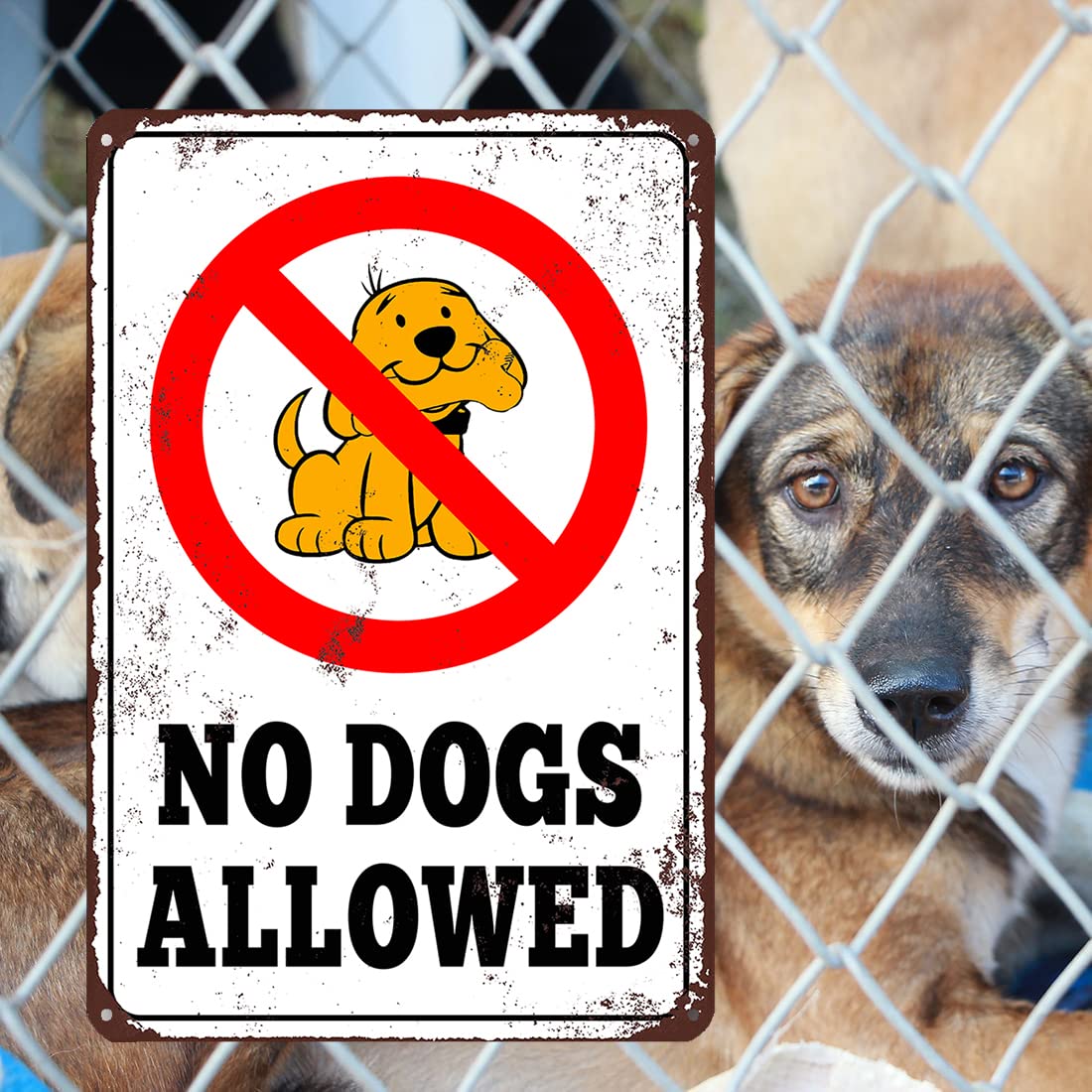 No Dogs Allowed Sign Funny