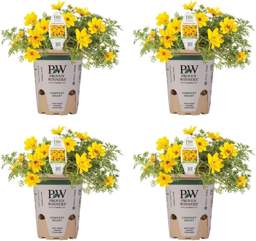 Amazon.com : 4.25 in. Eco+Grande Goldilocks Rocks (Bidens) Live Plant ...